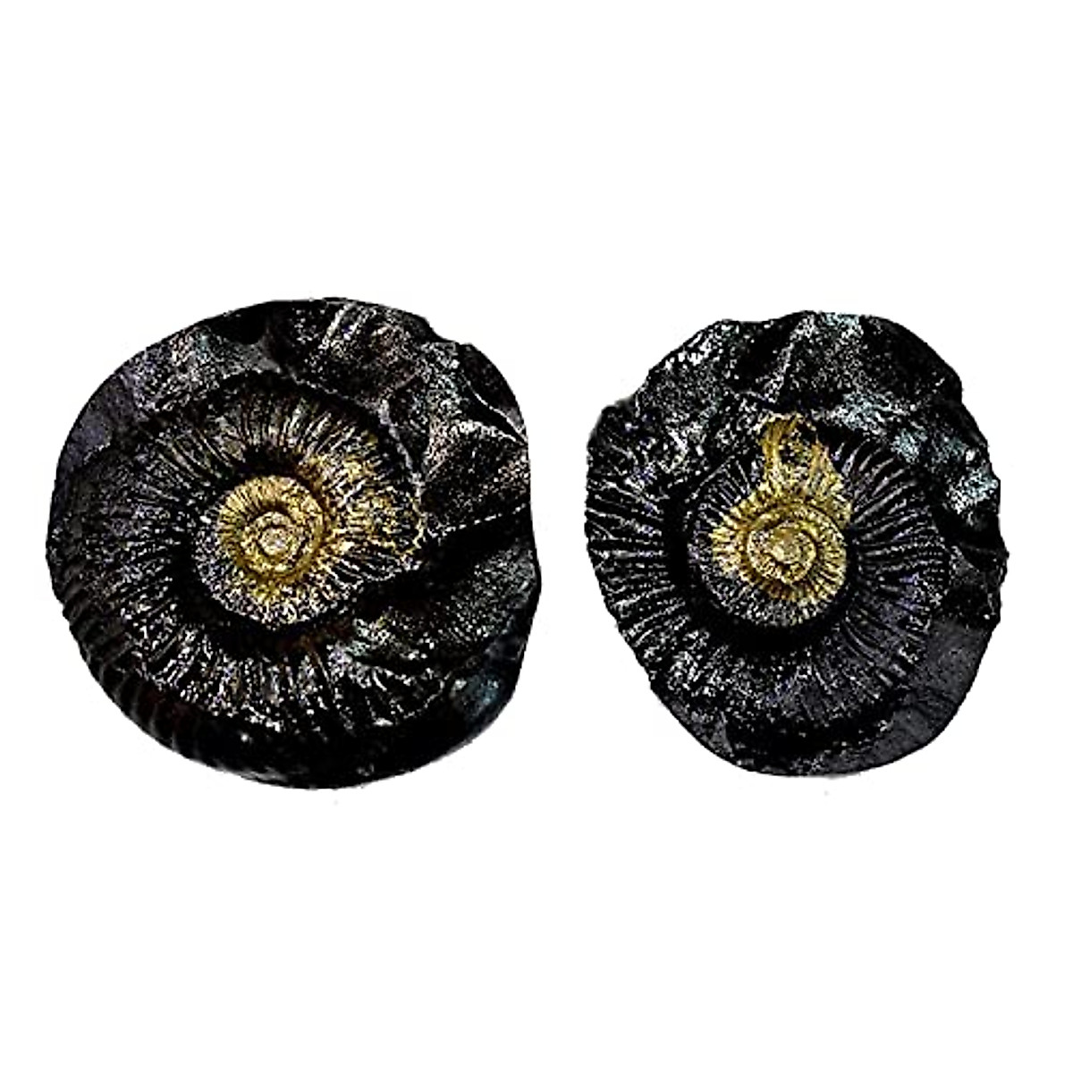 Divya Shakti Black Very Rare Lakshmi Narayanam Shaligram ji Stone from Gandaki River Nepal -Set of 2 Pieces