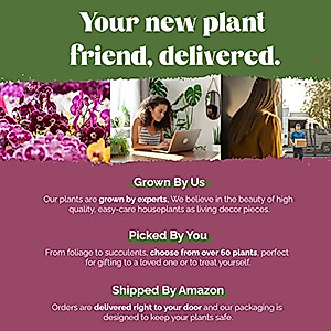 Plants & Blooms Shop Live Pink Bromeliad for Indoors, Valentine's Day Plant Decoration, Bright Pink Gift, Bright Love Planter