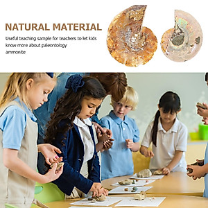 iplusmile 2pcs Animal Fossil Collection Paleontology Fossil Sample Science Specimen Snails Ammonite Fossil Ornaments for Biological Science Educational Teaching Props