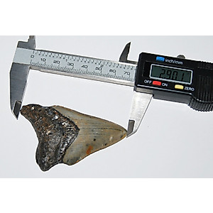 MEGALODON TOOTH Fossil SHARK 2.901 inches - Up to 25 Million Years Old #1516 5o