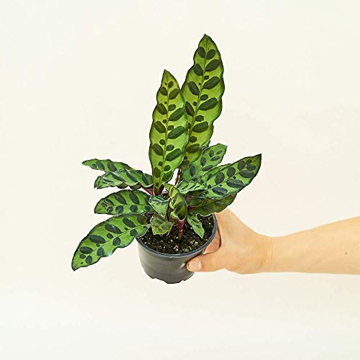 Rooted Rattlesnake Calathea, Calathea Lancifolia, Live, Live Indoor, Home Decor, Easy to Grow, Easy to Care and Low Maintenance Houseplant, 4 inch Pot