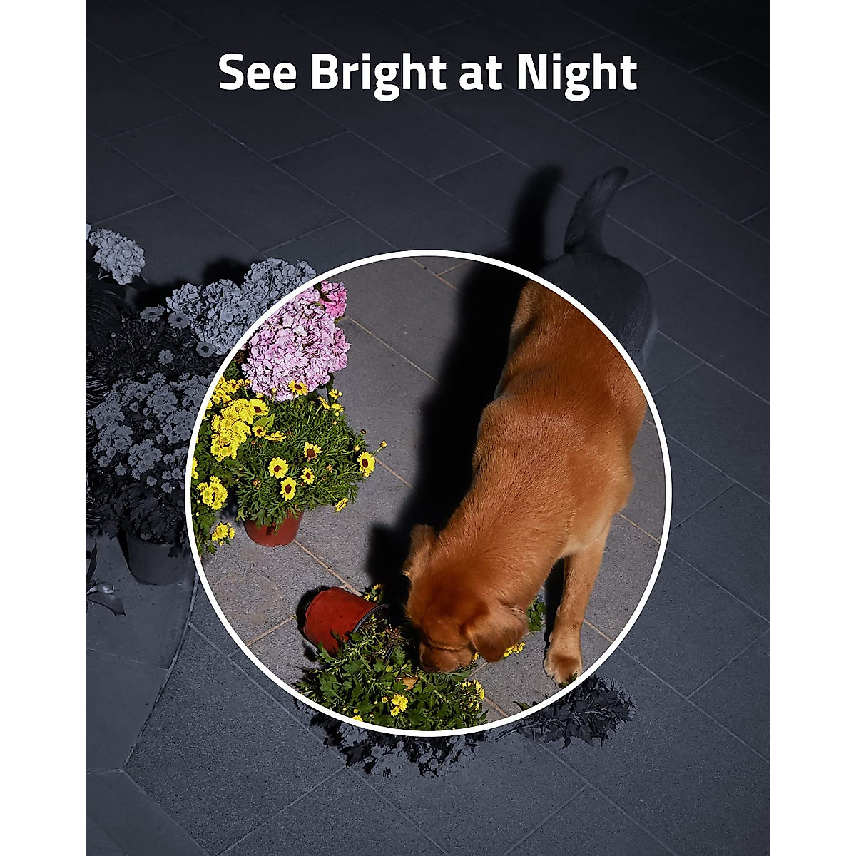 eufy Security SoloCam L20, Wireless Outdoor Security Camera, Battery Camera, Spotlight Camera, Ultra-Bright, 1080p Resolution, Color Night Vision, No Monthly Fee (Renewed)