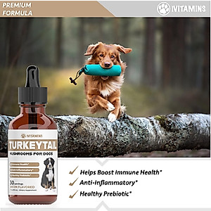Turkey Tail Mushroom for Dogs | Helps to Boost the Immune System, is a Healthy Prebiotic, & Much More | Turkey Tail for Dogs | Mushrooms for Dogs | Dog Mushroom Supplements | 1 fl oz
