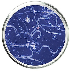 10 Million Live Beneficial Nematodes Sc - Flea and Fly Exterminator