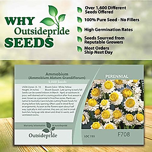 Outsidepride Ammobium Alatum Winged Everlasting Garden Flower Plant Seeds - 5000 Seeds
