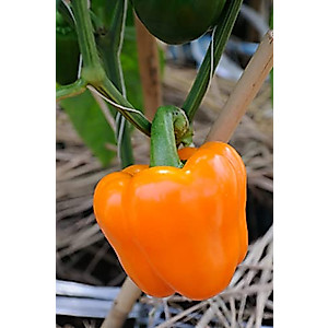 Sweet Bell Pepper Seeds Collection, 200 Seeds, 4 Heirloom Non-GMO Varieties. Giant Green, Yellow Sunbright, Orange Horizon, Big Red.