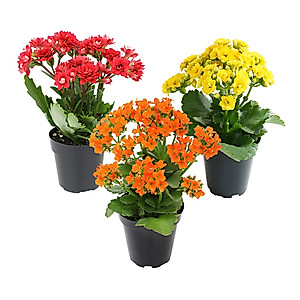 Kalanchoe Live Succulents Plants Live Flowers (3 Pack), Kalanchoe Plant Live Succulent Plants, Kalanchoe Plants Live Indoor Plants Live Houseplants, Fresh Flowers for Delivery Prime by Plants for Pets