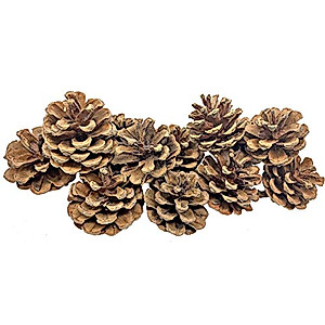 Bonka Bird Toys 3284 Pk12 Natural Pine Cones Foot Talon Bird Toys