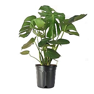 American Plant Exchange Live Monstera Deliciosa Plant with Edible Fruits, Split Leaf Philodendron Plant, Plant Pot for Home and Garden Decor, 10" Pot