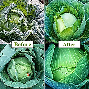 Plant Covers Freeze Protection Kit,10 x 30Ft Frost Cloth and 6Pcs Wide Garden Hoops 1oz/yd2 Floating Row Cover with Greenhouse Hoops Frost Blanket for Winter Garden Covers for Raised Beds with Tools