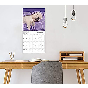 2021 Pooped Puppies 16-Month Wall Calendar