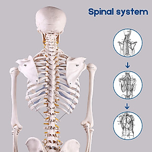 LYOU Human Skeleton Model, Medical Anatomical Skeleton Life Size 70.8 in with Rolling Stand for Anatomy Teaching and Studying, Colorful Poster Includes
