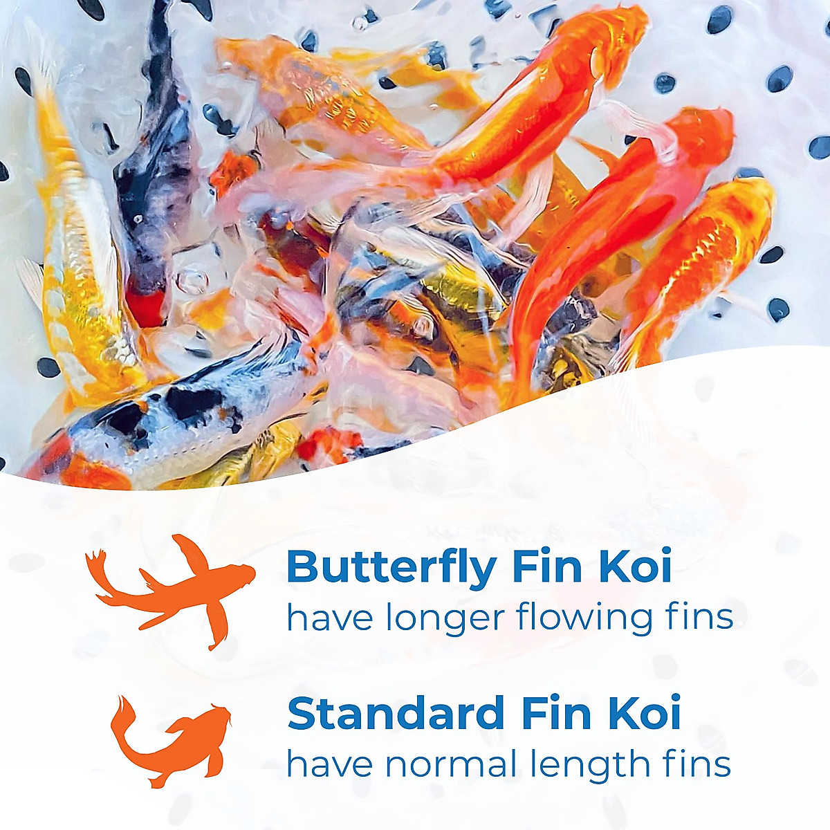 Toledo Goldfish Butterfly Fin Koi, Variety of Colors and Patterns - Perfect for Ponds or Aquariums - 3-4 Inches, 10 Count