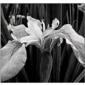 YATUNINK Remanufactured Ink Cartridge Replacement for Kodak 30 30XL Ink Cartridge and Kodak 30 Printhead for ESP C310 C315 Office 2150 2170 Hero 3.1 3.2 5.1 Printer(3 Pack Cartridge +1 Pack Printhead)