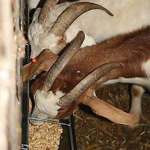 Little Giant HF9BLACK Hook Over Goat Trough Heavy Duty Galvanized Steel 9 Quart Feeder, Black (2 Pack)