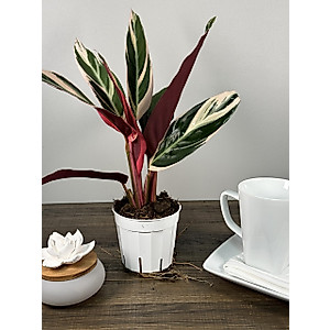 Stromanthe Triostar - Colorful Live Indoor Plant, Calathea Prayer Plant, Air Purifier & Elegant Home Decor, Ideal for Room Decor, Triostar Houseplant