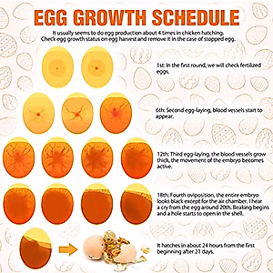 zjchao LED Egg Candler Light, High Intensity Bright Cool Light Monitoring Eggs Development Flashlight for Chickens Ducks Birds Eggs