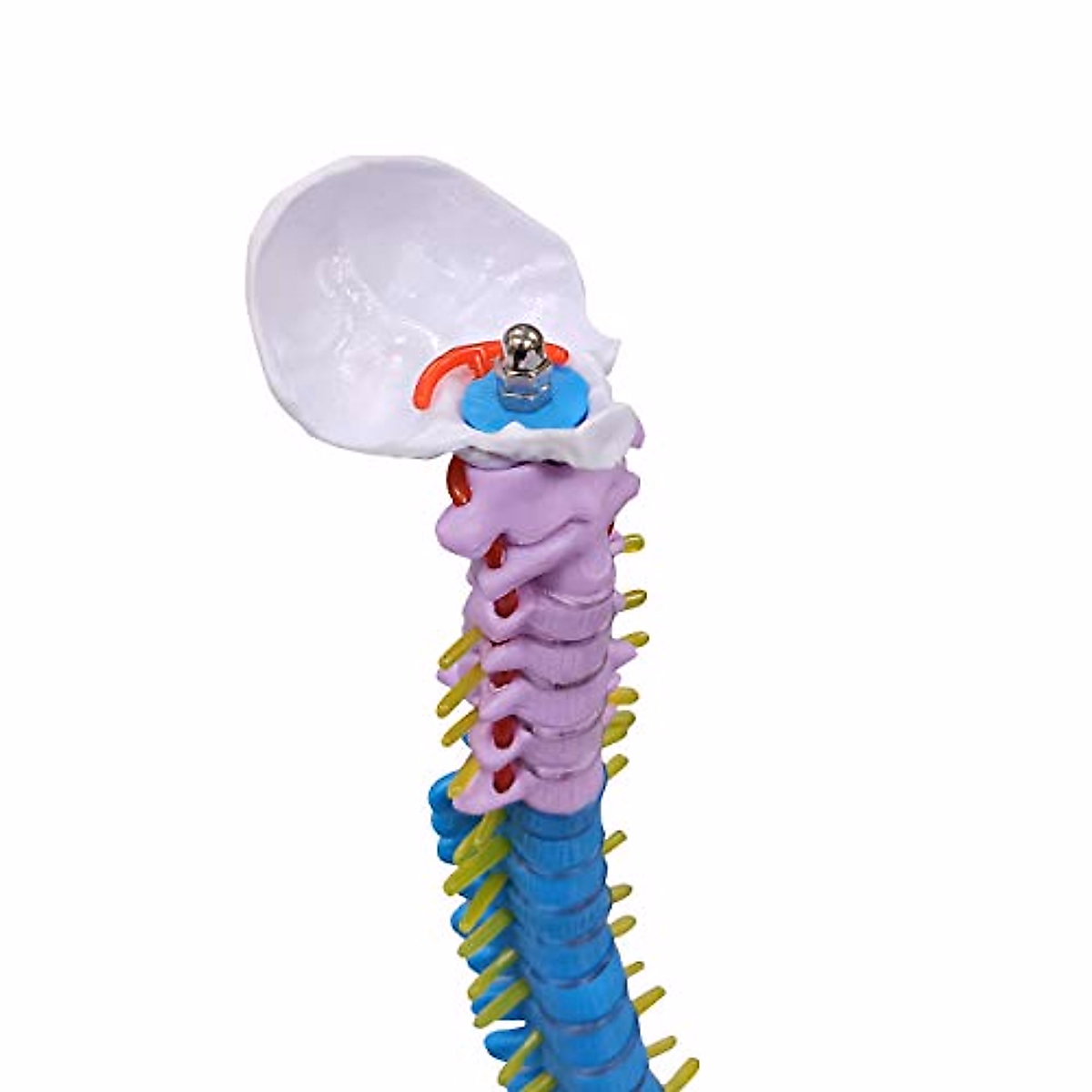 Ultrassist Miniature Human Spine Model, 15.5" Mini Color Coded Spinal Cord with Herniated Disk, Nerves, Arteries, Pelvis and Femur Stumps for Med Students and Chiropractors, Includes Stand