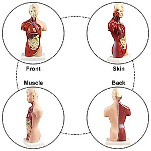 KISSTAKER Human Torso Body Anatomy Model with 15 Removable Parts-Heart Visceral Brain Skeleton Medical School Nursing Educational Supplier 11inch
