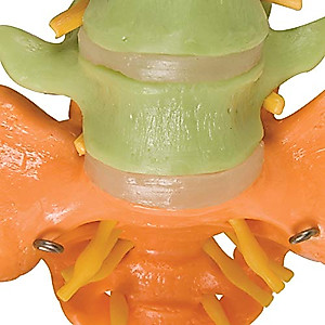 3B Scientific A58/9 Didactic Flexible Spine w/ Femur Heads - 3B Smart Anatomy