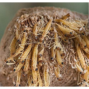 2 Live Large Chinese Ootheca Praying Mantis Eggs Fresh + Free Hatching Bag