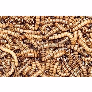 The Mad Jungle TM 100 Live Large 2 Inch Superworms Live Arrival Guaranteed