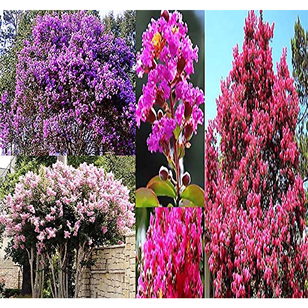 Big Pack - (1,000) Crape Myrtle Mix, Lagerstroemia Indica Tree Seeds - by MySeeds.Co (Big Pack - Crape Myrtle)