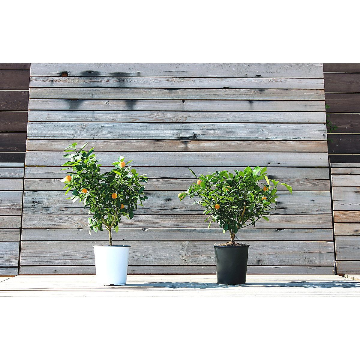 Calamondin Citrus Plant NO Shipping to CA, AZ, or TX