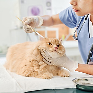 Mezchi 400 Pcs Dog Ear Cleaner Q Tips, 6 Inch Long Cotton Swabs for Dogs, Long Dog Q Tips for Dogs and Cats, Dog Ear Cleaning Swabs for Dog Ear Infection Treatment