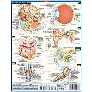 Anatomy - Reference Guide (8.5 x 11): a QuickStudy reference tool (Quickstudy Academic)