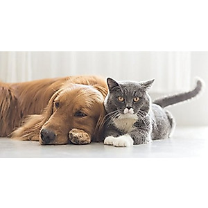 Pet Supplements cat Joint Health - Hip and Joint - Health and Support - for Dogs and Cats - cat chondroitin glucosamine - 2 Bottle (240 Chews)