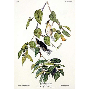 Autumnal Warbler. From"The Birds of America" (Amsterdam Edition)