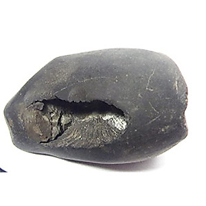 phoenix888 Adwaitya Maha Laxmi Sudarshan Maha Vishnu Shaligram Nepal