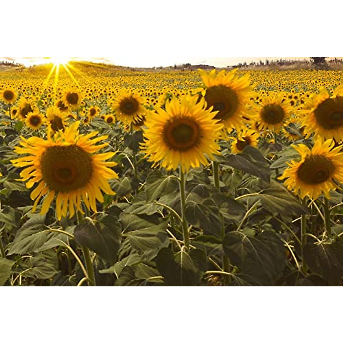 Dwarf Sunflower Seeds for Planting