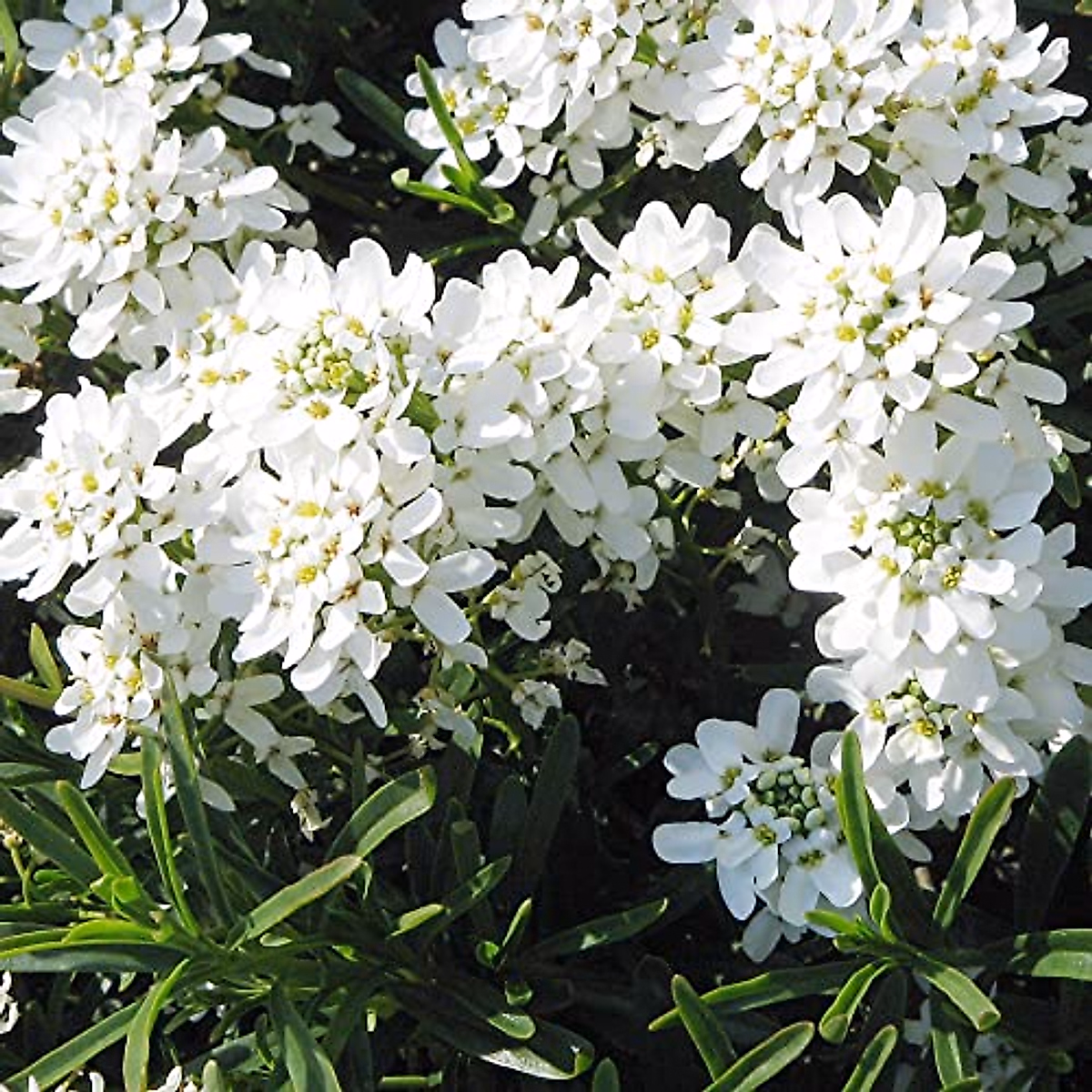 Iberis Sempervirens Seeds Evergreen Candytuft Perennial Ground Cover Showy Attracts Butterflies Drought Tolerant Deer Resistant Rock Garden Outdoor 100Pcs Flower Seeds by YEGAOL Garden