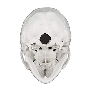 Human Skull Model, Life Size 3-Part Anatomical Model with Removable Skull Cap and Articulated Mandible for Medical Student Human Anatomy Study Course
