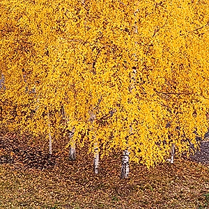 QAUZUY GARDEN White Paper Birch Tree Seeds (Betula papyrifera) 50+Seeds Canoe Birch Seeds Stunning Fall Color Tree Hardy Fast-Growing Low-Maintenance