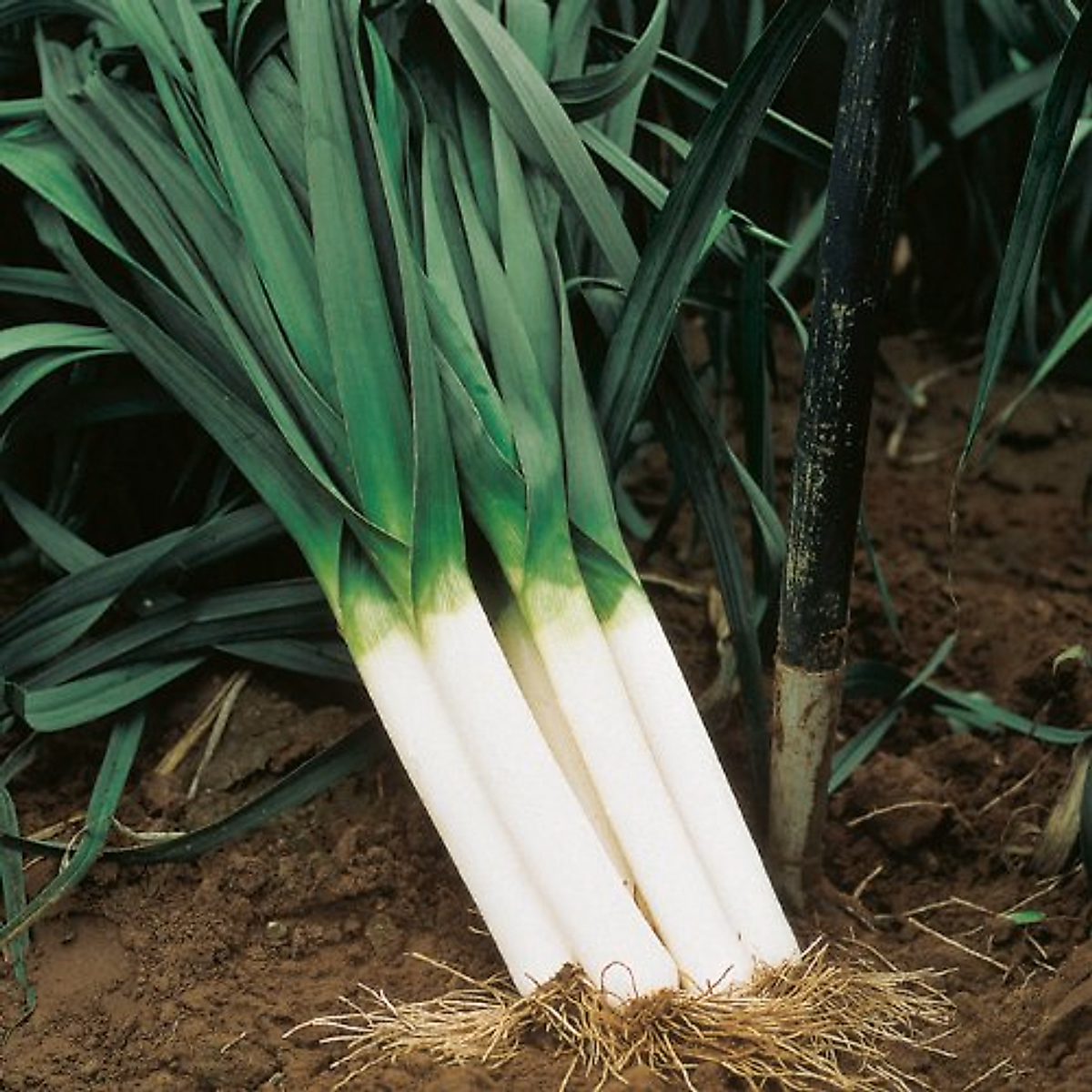 250 Large American Flag Leek Seeds for Planting Short Day Italian Heirloom Onion. Non GMO 0.8 Grams Garden Vegetable Bulk Survival