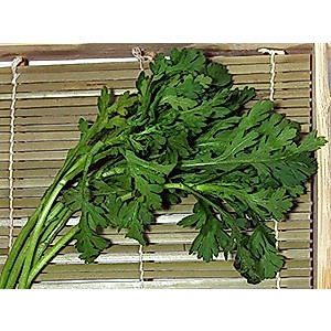 Shungiku Seeds - Edible Chrysanthemum - Green - Liliana's Garden