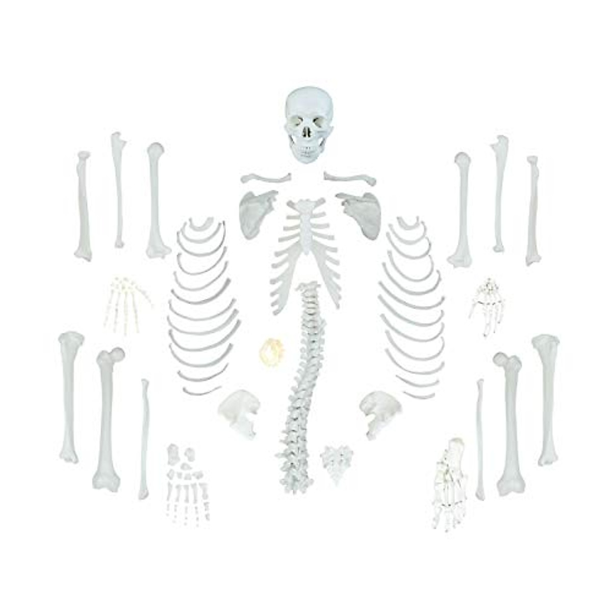 Parco Scientific PB00028, Disarticulated Medical Skeleton Model | Life Size Skeleton | Total 206 Bones | One Hand and Foot are Wired to Highlight Structure | Labeled Diagram and Study Guide Included