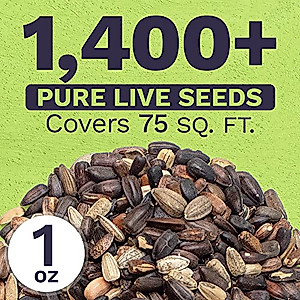 Sweet Yards Seed Co. Autumn Beauty Sunflower Seeds – Extra Large Packet – Over 1,400 Open Pollinated Non-GMO Wildflower Seeds – Helianthus annus – Beautiful Shades of Gold, Bronze, Yellow, and Purple