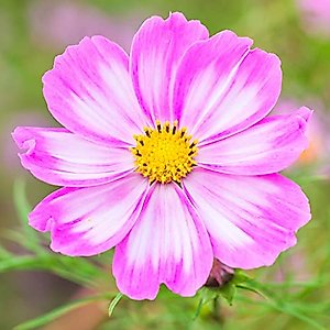Cosmos Seeds - Candystripe - 1 Pound - White/Pink Flower Seeds, Open Pollinated Seed Attracts Bees, Attracts Butterflies, Attracts Hummingbirds, Attracts Pollinators, Easy to Grow & Maintain