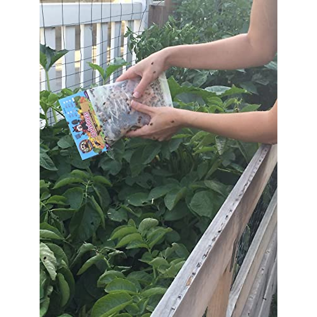 1500 Live Ladybugs - Good Bugs - Ladybugs - Guaranteed Live Delivery!