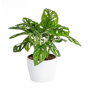 Costa Farms Monstera Plant, Little Swiss Cheese Live Indoor Plant, Trending Tropicals, 12-Inch Tall in White Decor Pot, Unique Leaves Room Decor Cool Boho Decor Farmhouse Decor, House Warming Gift
