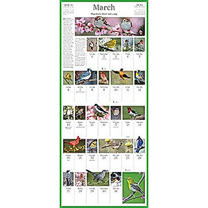 Audubon Songbirds and Other Backyard Birds Picture-A-Day Wall Calendar 2022: Your Daily Sighting of Songsters that Bring Color, Joy, and Sweet Melodies.