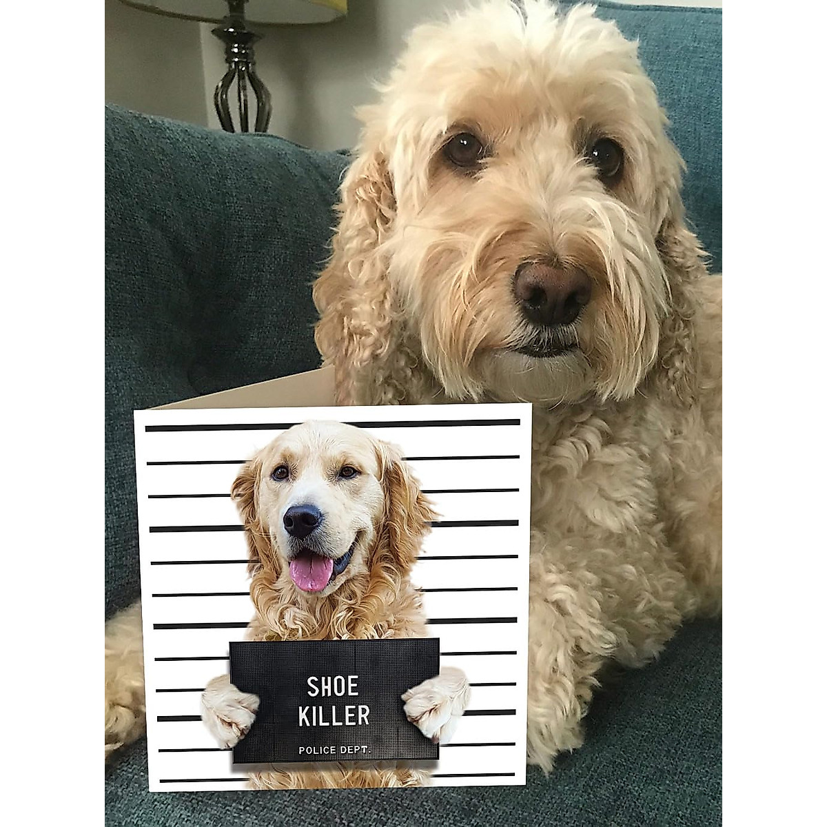 Brainbox Candy - Funny Birthday Cards - 'Shoe Killer' - Cute Dog Cards - Golden Retriever Dog Owners - Pet Dog Lovers - Cheeky Birthday Cards for Him Her Men Women Partner Friend