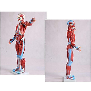 KINOFU Educational Model, Human Muscle Anatomical Model 80Cm Chest Human Internal Organs Anatomical Skeleton Model in Teaching to The Teaching Aids