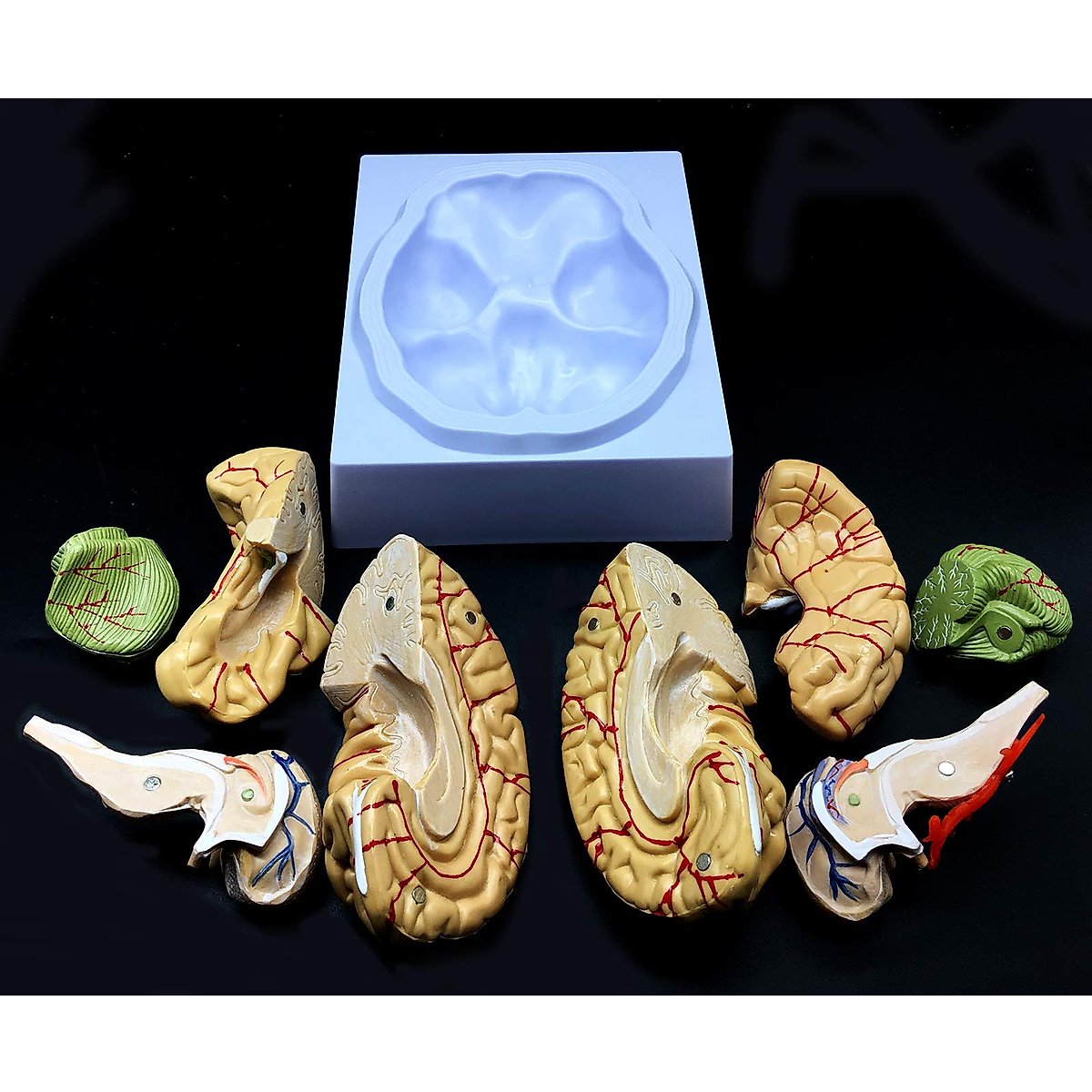 Human Brain Model, Anatomically Accurate Brain Model Life Size Human Brain Anatomy for Science Classroom Study Display Teaching Medical Model