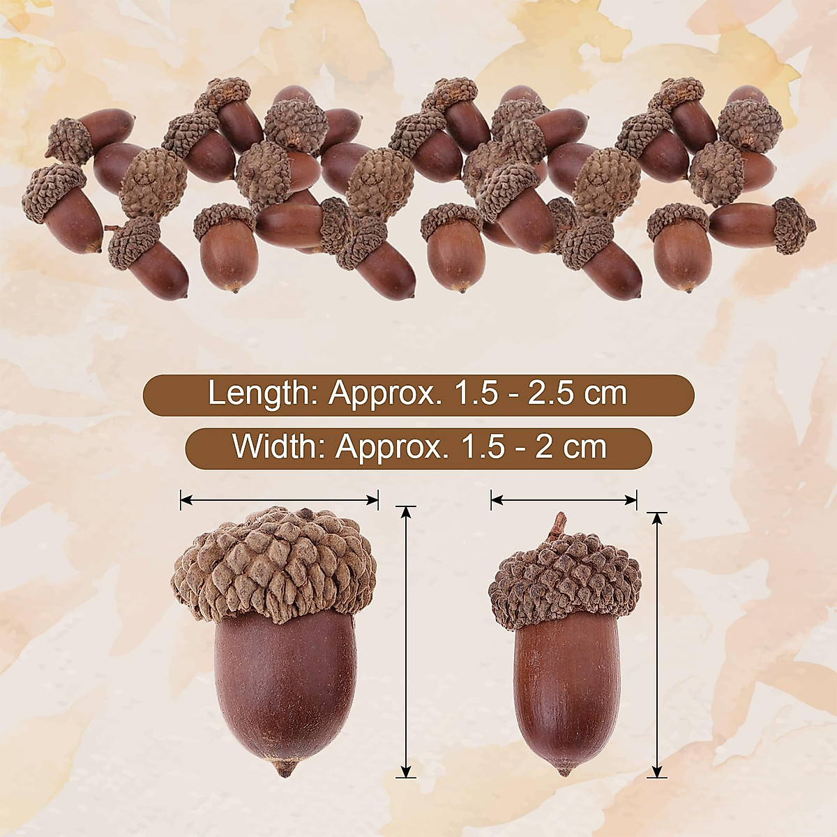 menolana 30 Pieces Acorns, Natural Dry Acorns,