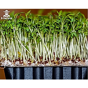 O-FarFarm Chunky Perlite Bulk, Horticultural Pearlite Coarse Perlite for Plants Indoor, Additive Conditioner Mix, Improve Drainage and Ventilation, Help Root Growth(5-10mm, 1qt)